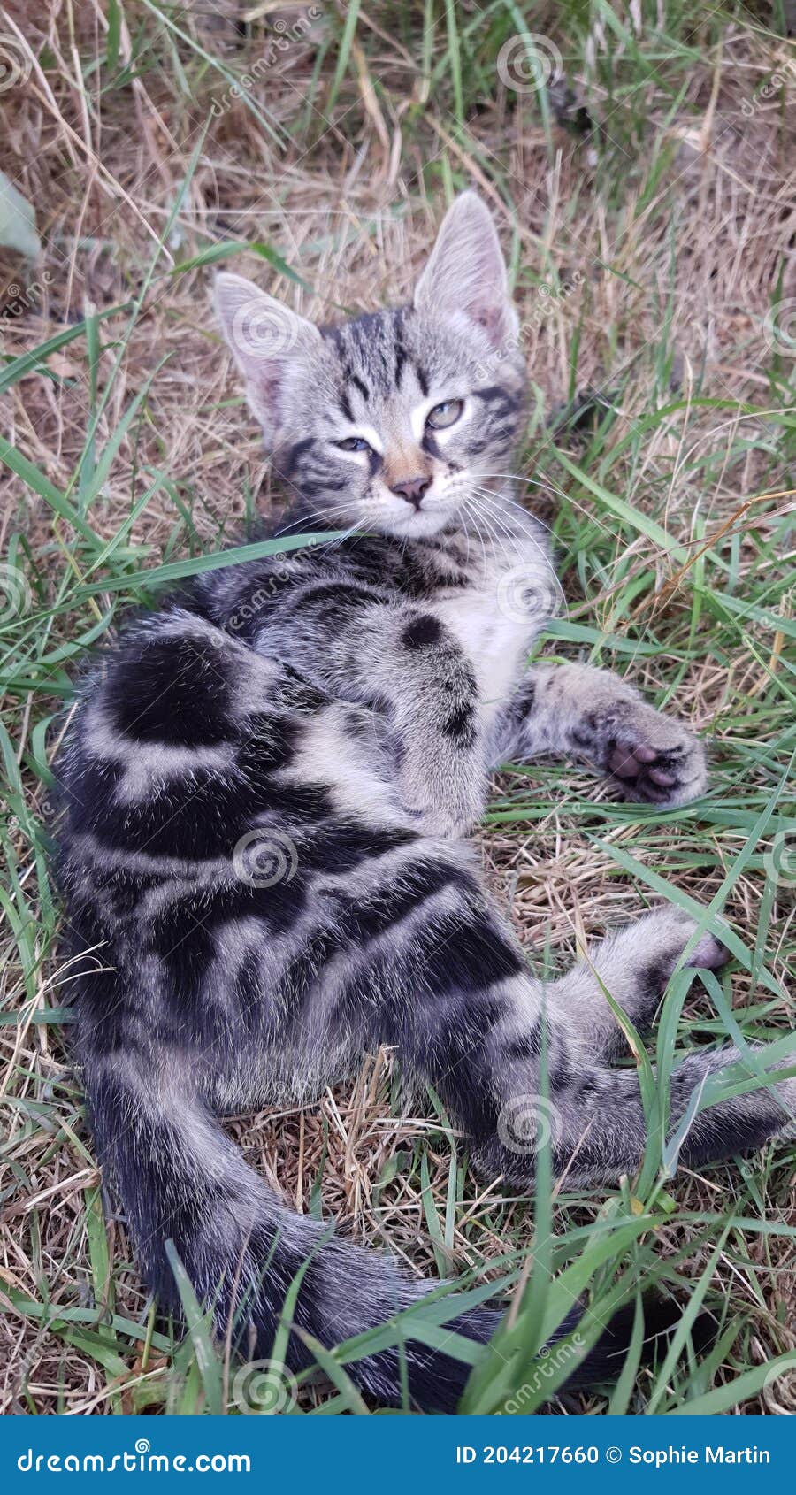 Kitten playing in garden stock photo. Image of wildcat - 204217660