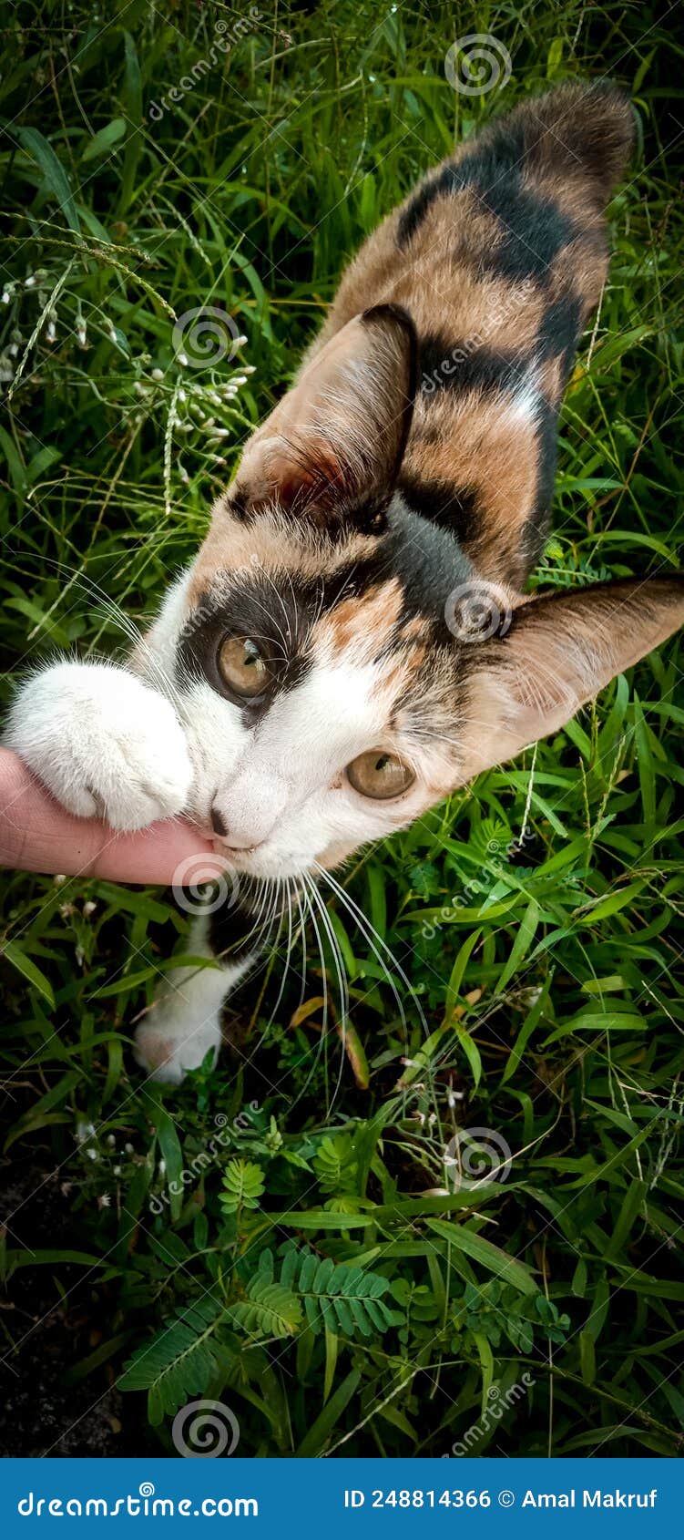 Kitten playing with master stock photo. Image of biting - 248814366