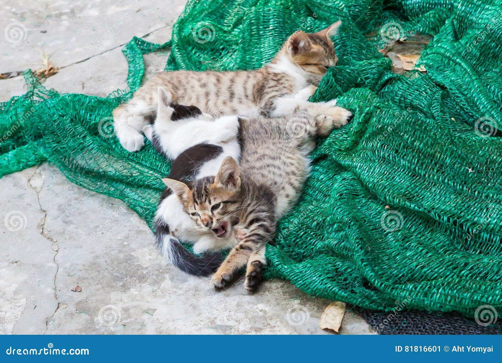 Kitten Playing with a Mesh. Stock Image - Image of furry, nature: 81816601