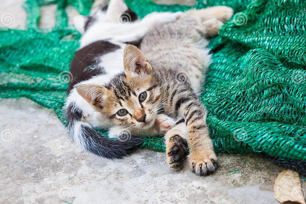 Kitten Playing with a Mesh. Stock Image - Image of gaze, pedigree: 81816695