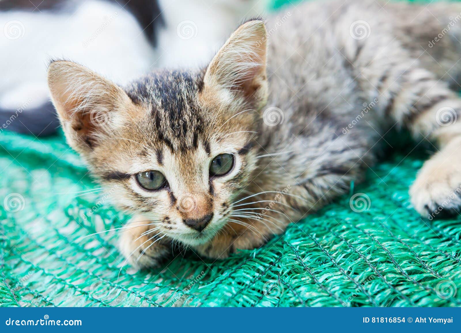 Kitten Playing with a Mesh. Stock Photo - Image of curious, expression ...