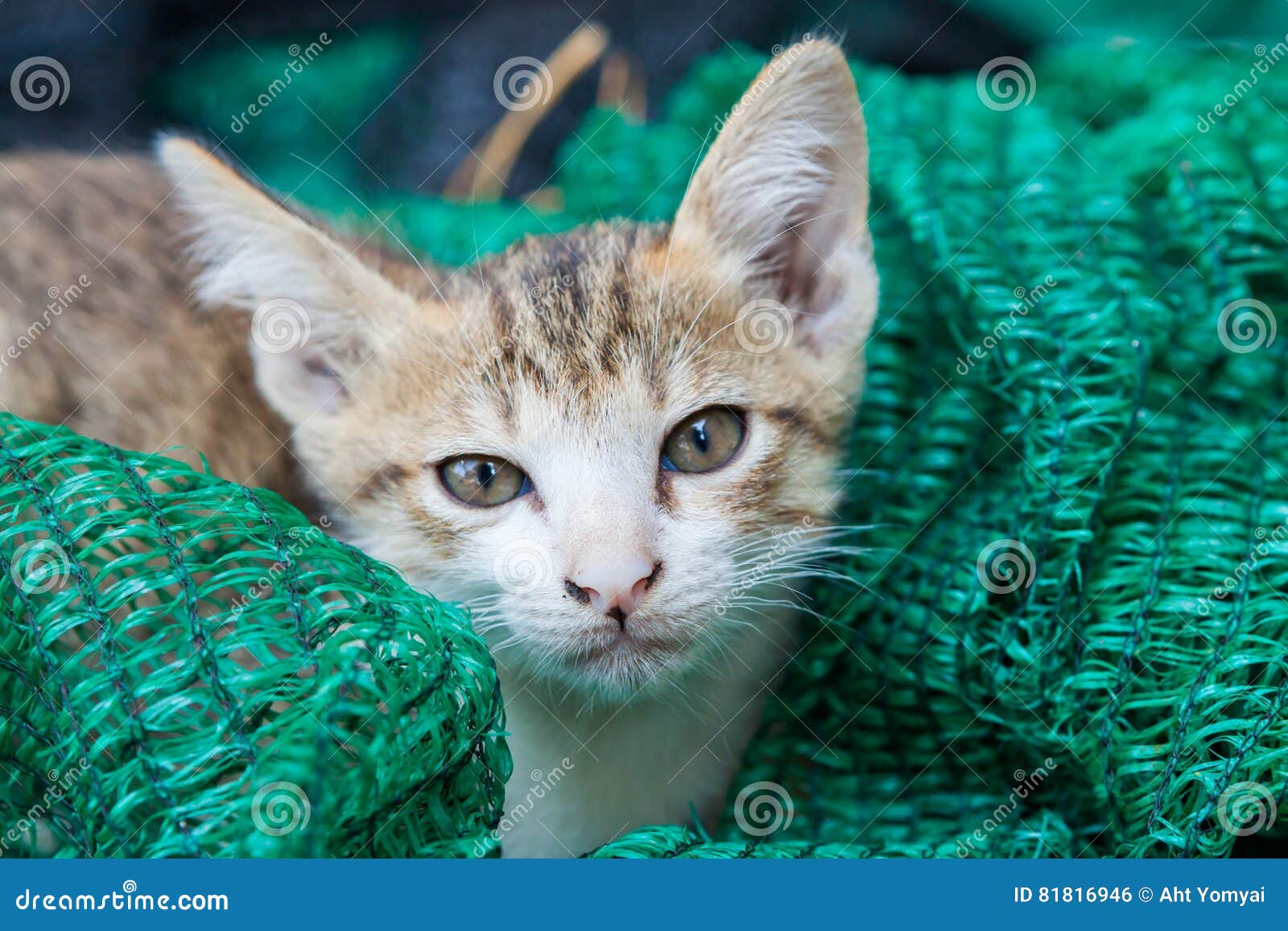 Kitten Playing with a Mesh. Stock Photo - Image of beautiful, nets ...