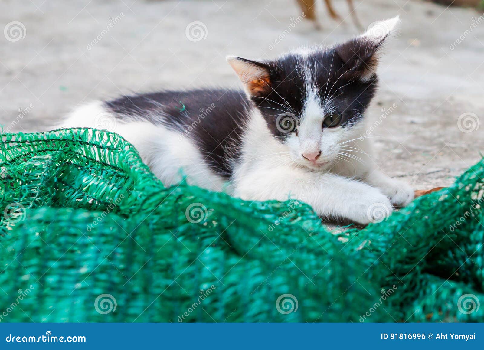 Kitten Playing with a Mesh. Stock Photo - Image of playful, mammal ...
