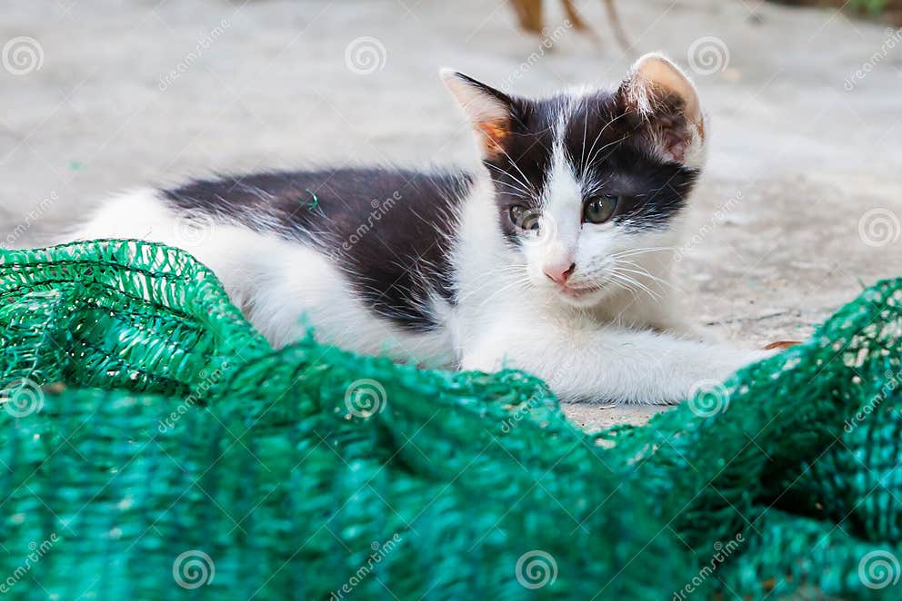 Kitten Playing with a Mesh. Stock Photo - Image of lovely, breed: 81817004
