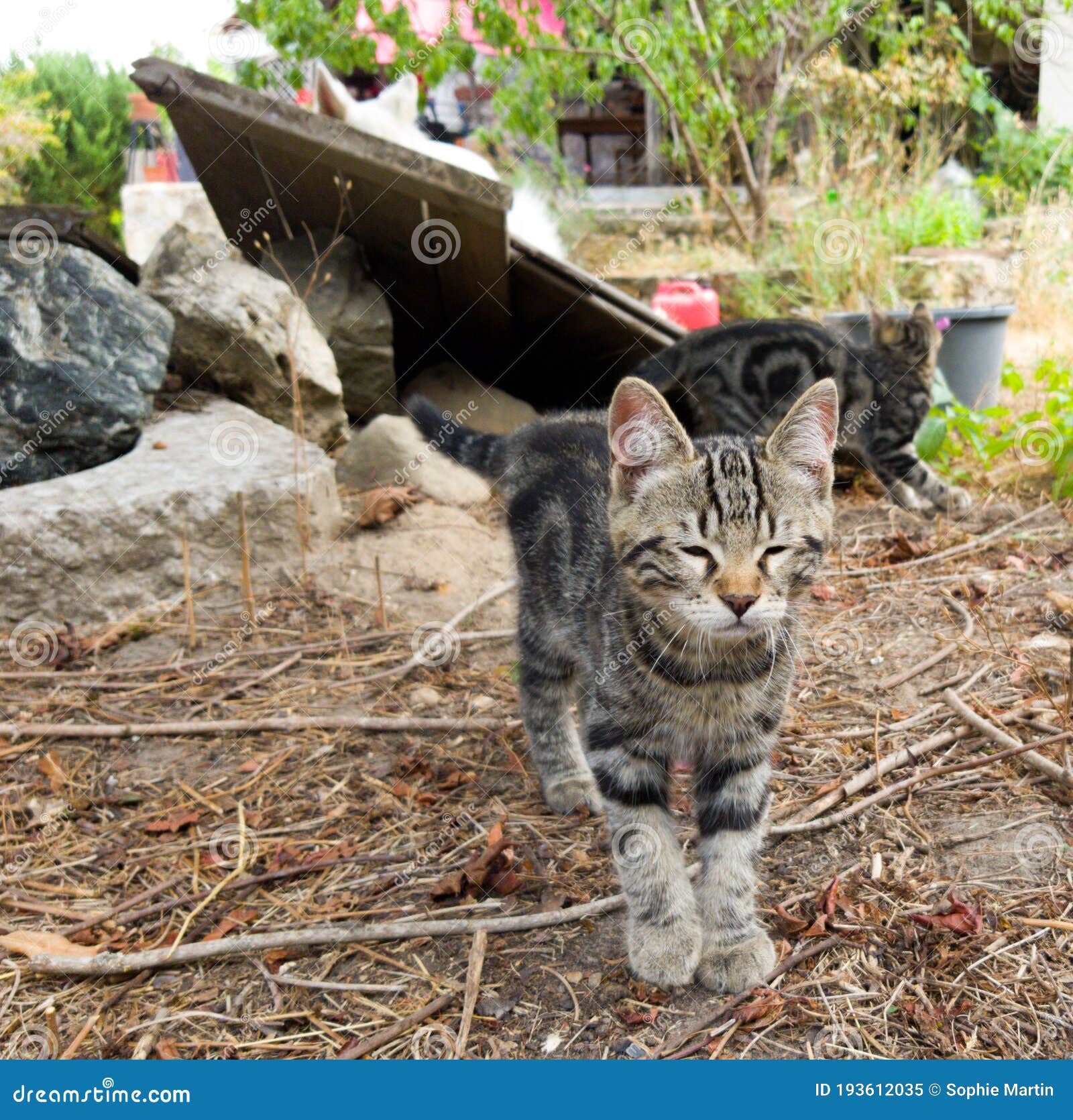 Kitten playing in nature stock image. Image of grass - 193612035
