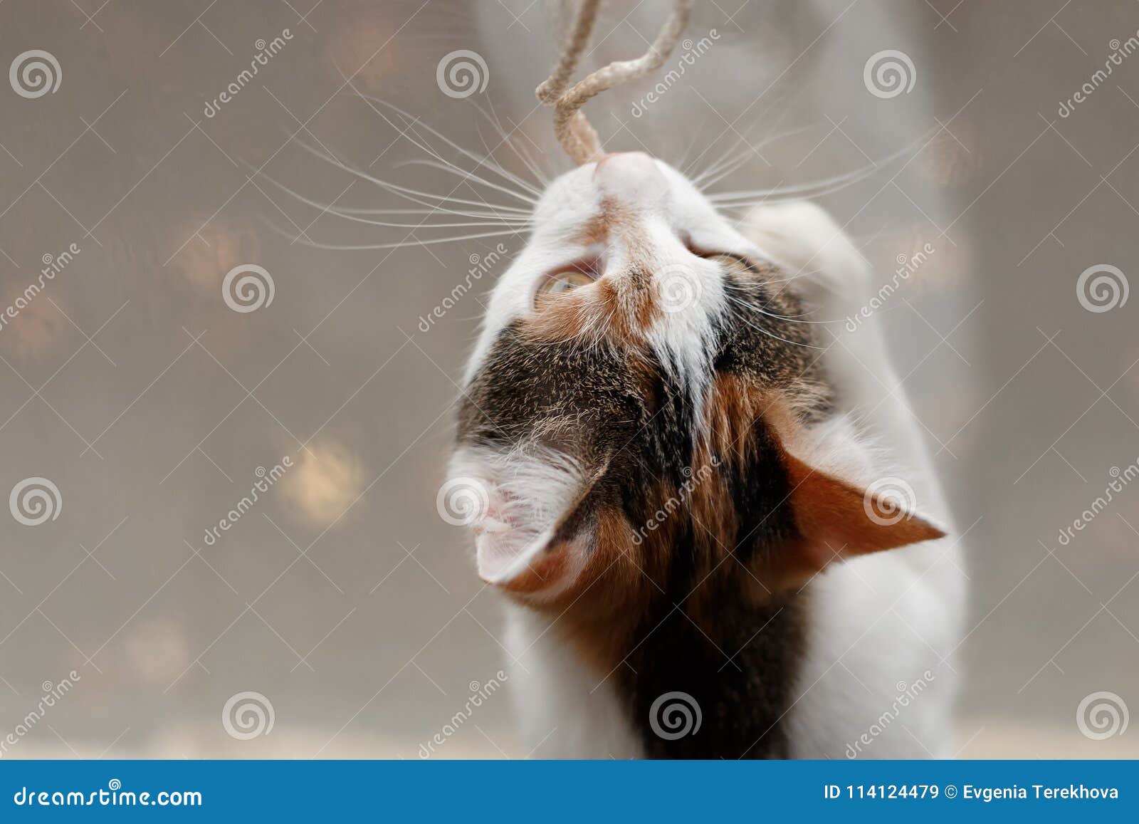 Kitten Playing Near the Window with Rope Stock Image - Image of kitten ...