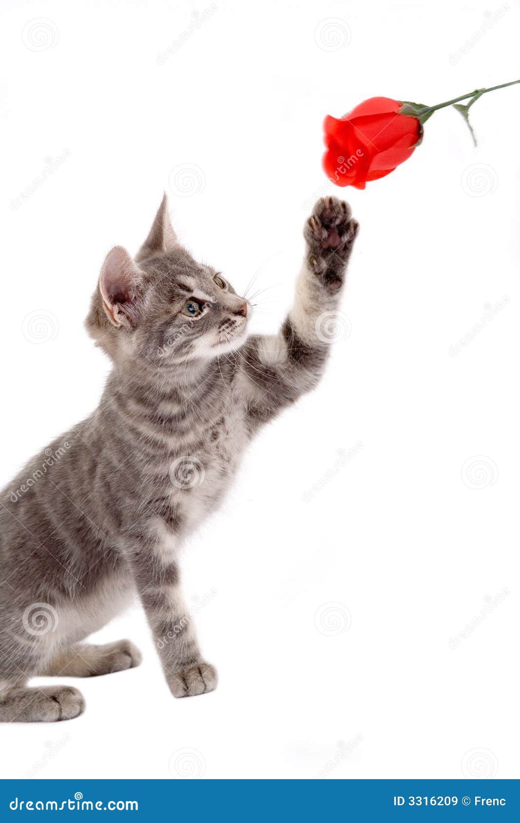 Kitten playing a red rose stock image. Image of kitten - 3316209