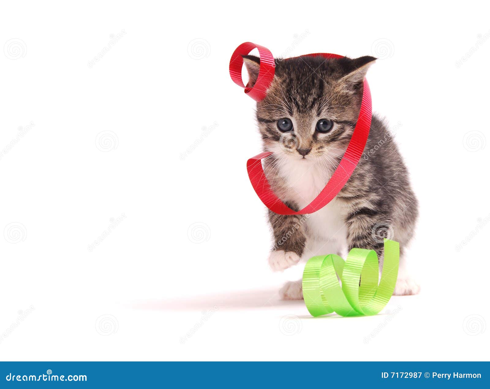 Kitten Playing with Ribbons. Stock Image - Image of isolated, fuzzy ...
