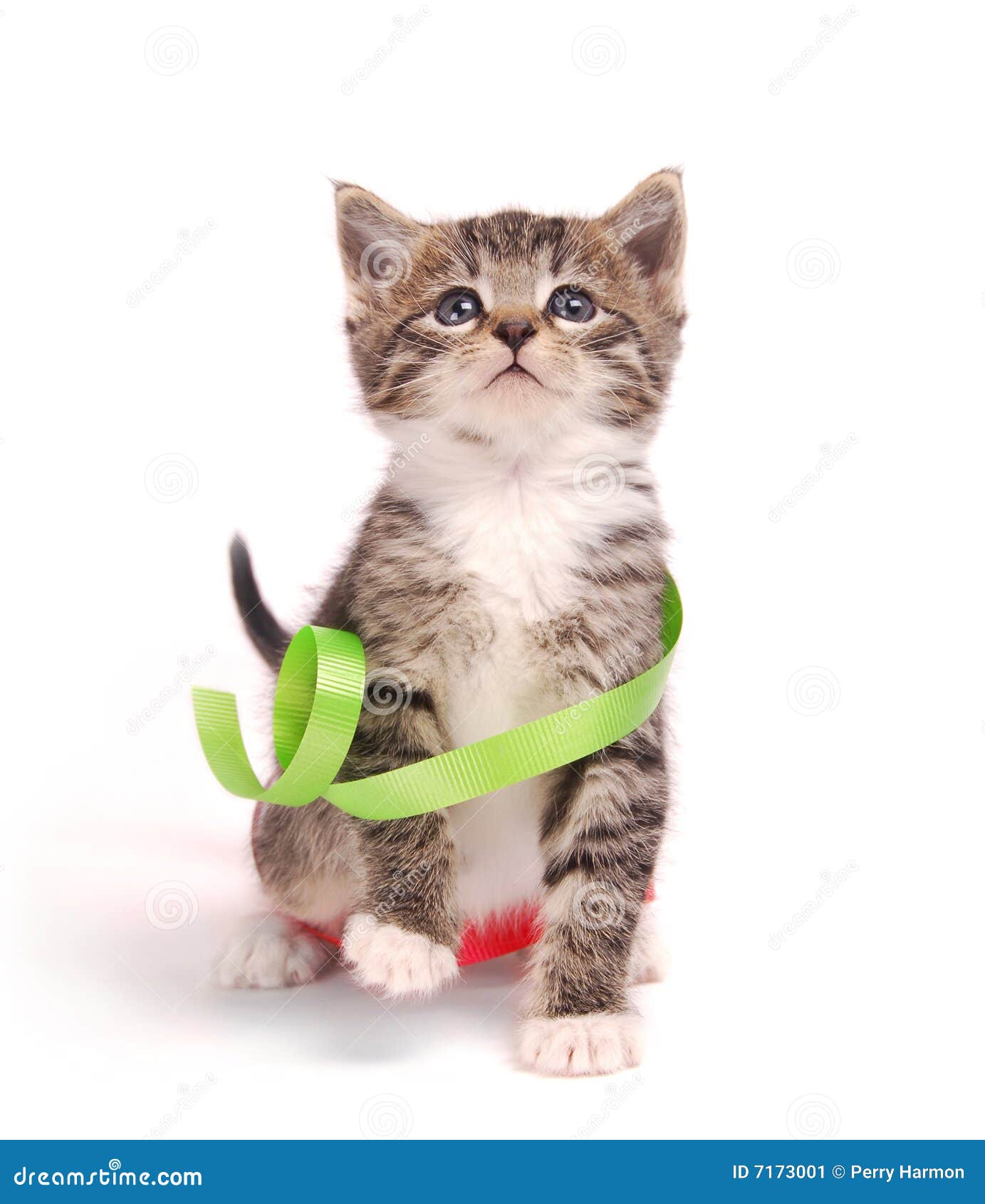 Kitten Playing with Ribbons. Stock Image - Image of ribbon, furry: 7173001