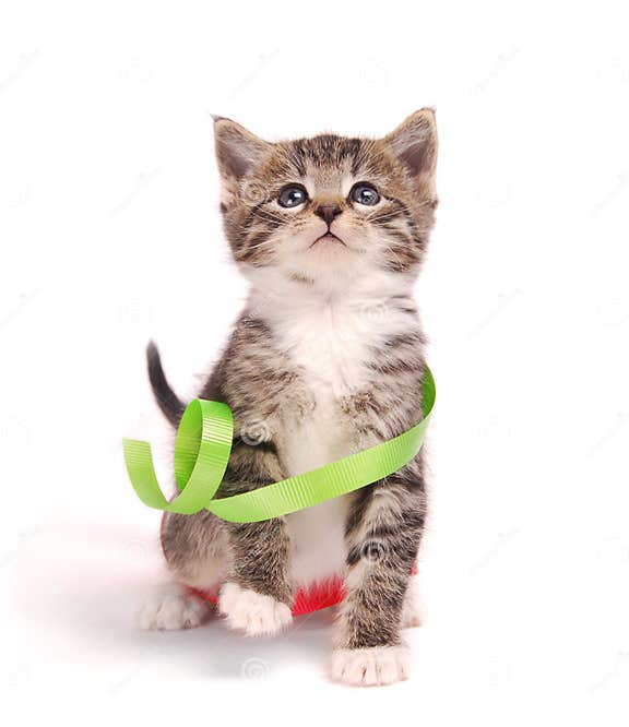 Kitten Playing with Ribbons. Stock Image - Image of ribbon, furry: 7173001