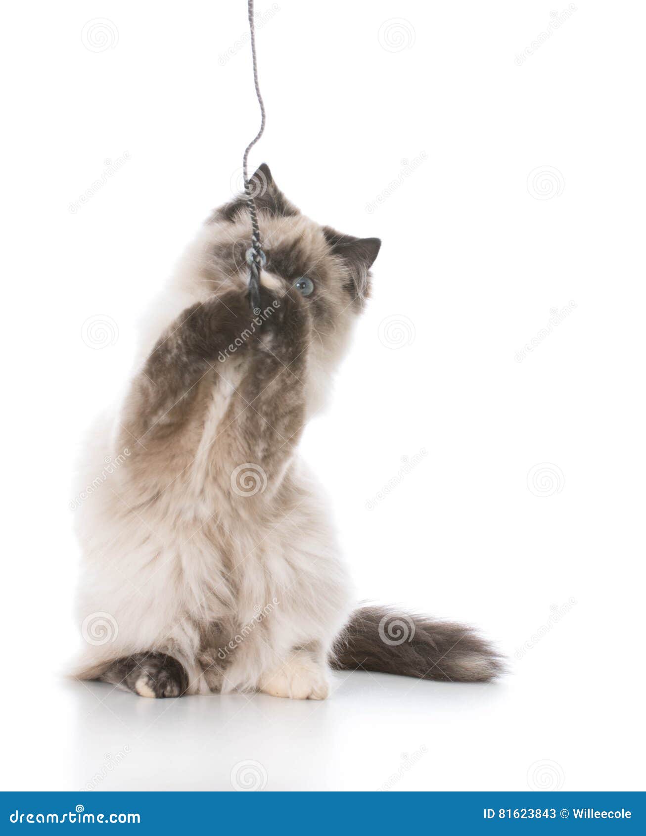 Kitten Playing with String imagem de stock. Imagem de sozinho - 81623843