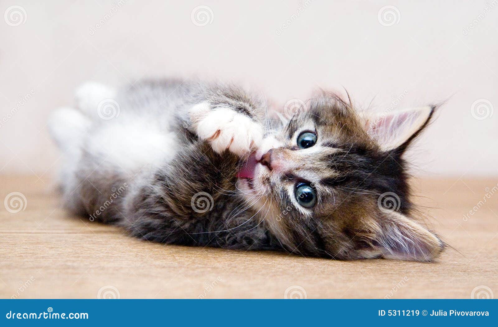 Cat Shivering Stock Photos - Free & Royalty-Free Stock Photos from ...