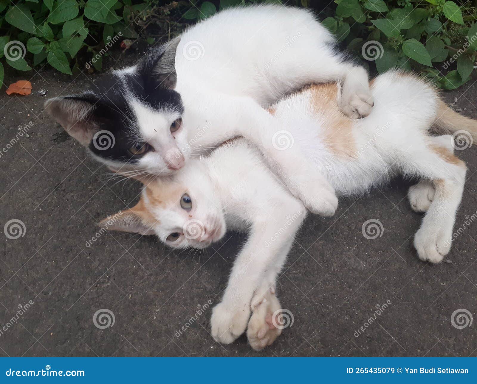 Kitten playing together stock image. Image of snout - 265435079