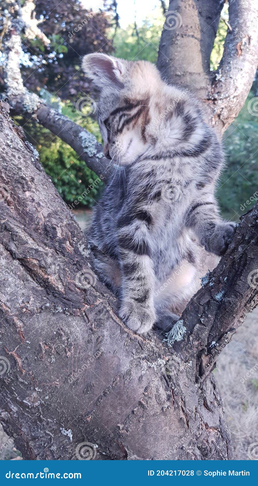 Kitten playing in tree stock photo. Image of kitten - 204217028