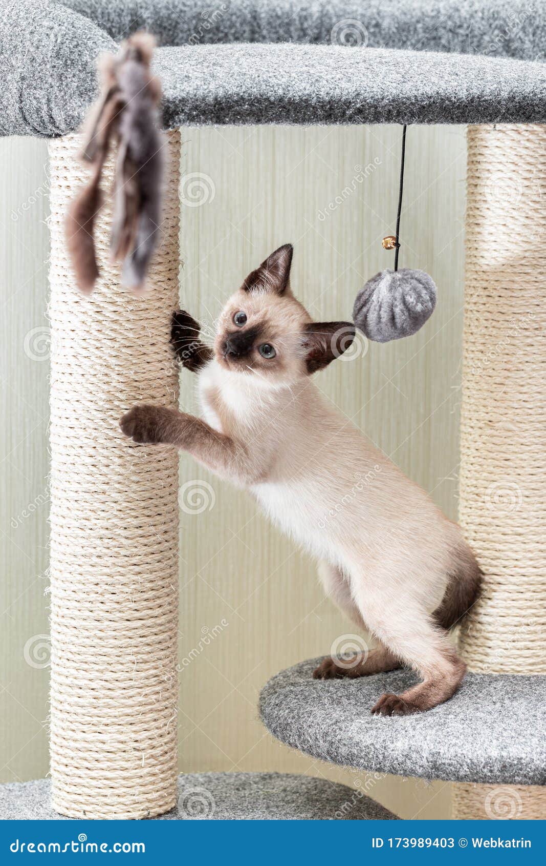 Kitten Plays with a Ball on a Rope on the Game Complex. Stock Image ...
