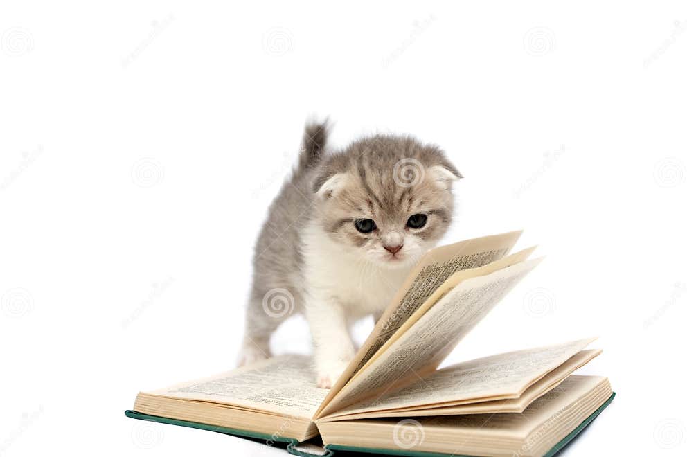 Kitten plays with the book stock image. Image of education - 5282843
