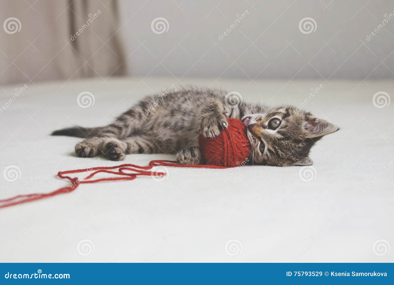 Kitten Plays with Tangle of Thread Stock Image - Image of clew, lovely ...