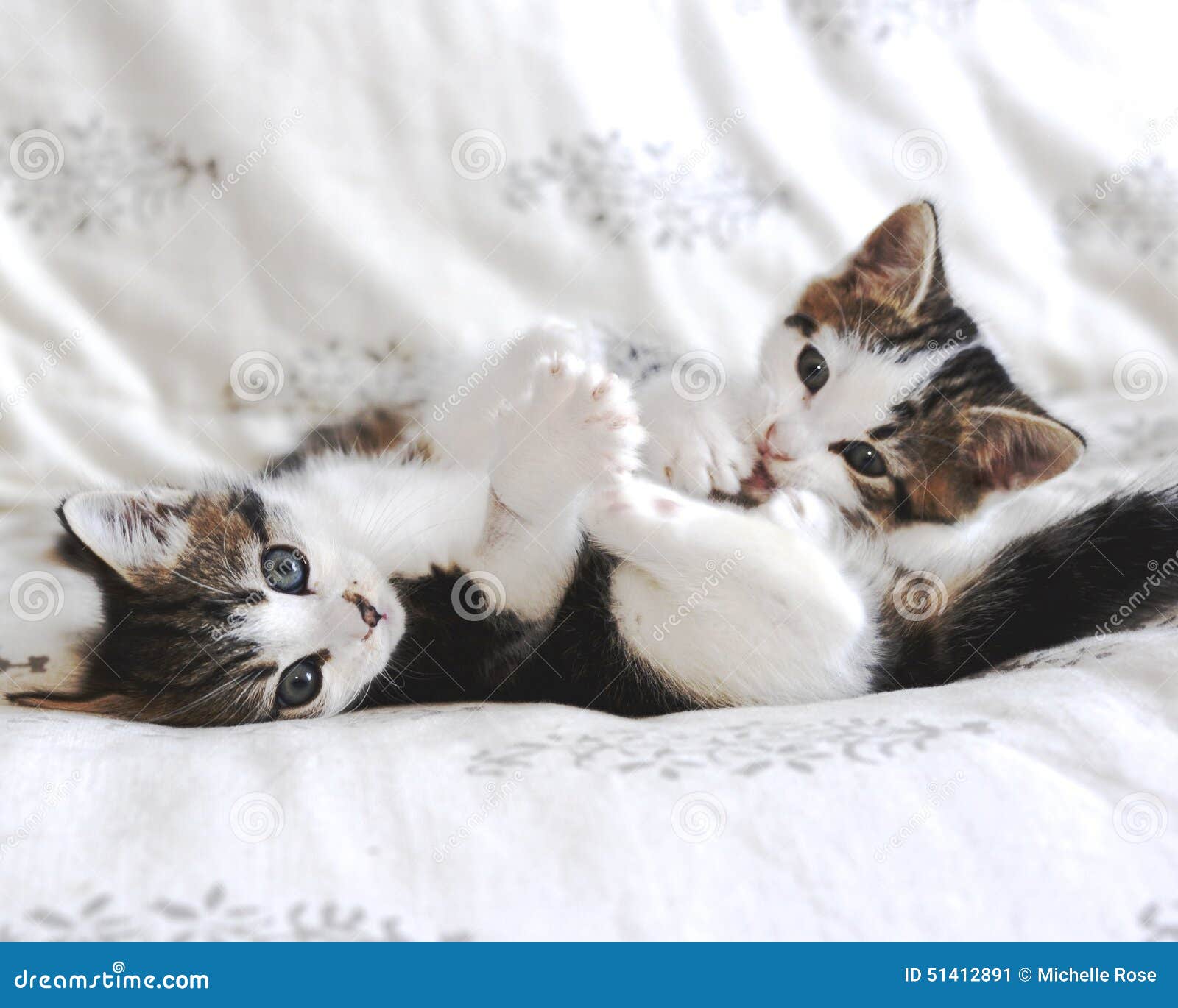 Kitten playtime stock image. Image of kittens, blue, tabby - 51412891