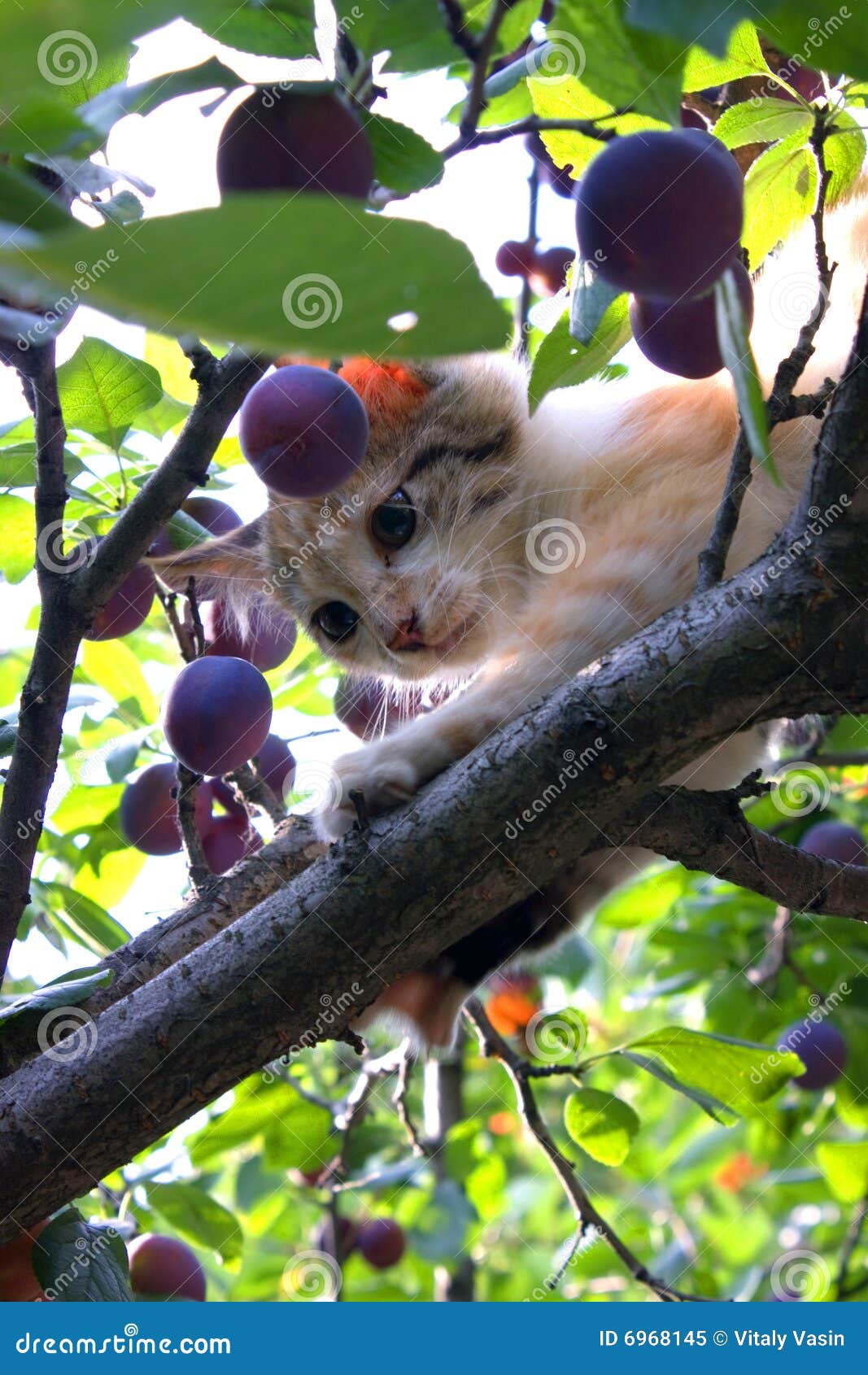 Kitten on the plum stock image. Image of kitty, beautiful - 6968145