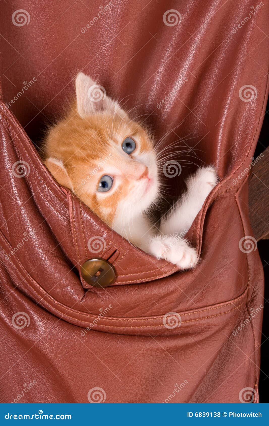 Kitten in a pocket stock photo. Image of sweet, domestic - 6839138