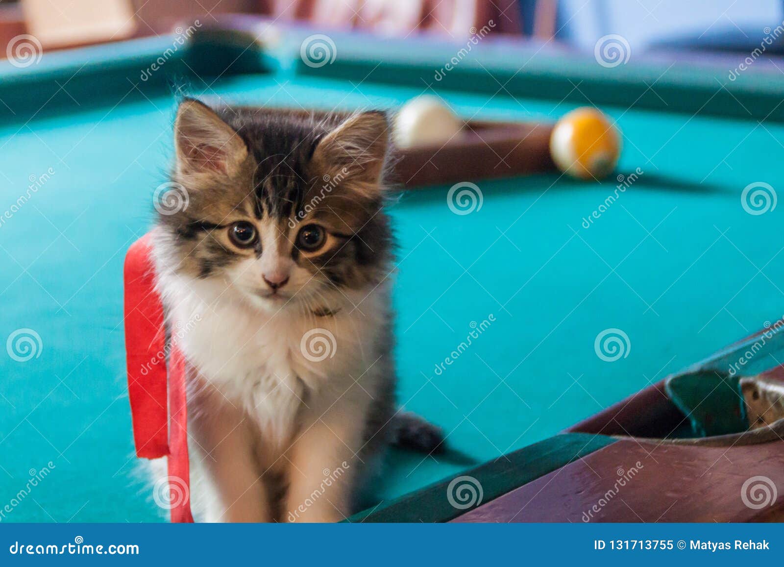 Kitten stock image. Image of cute, mammal, pool, young - 131713755