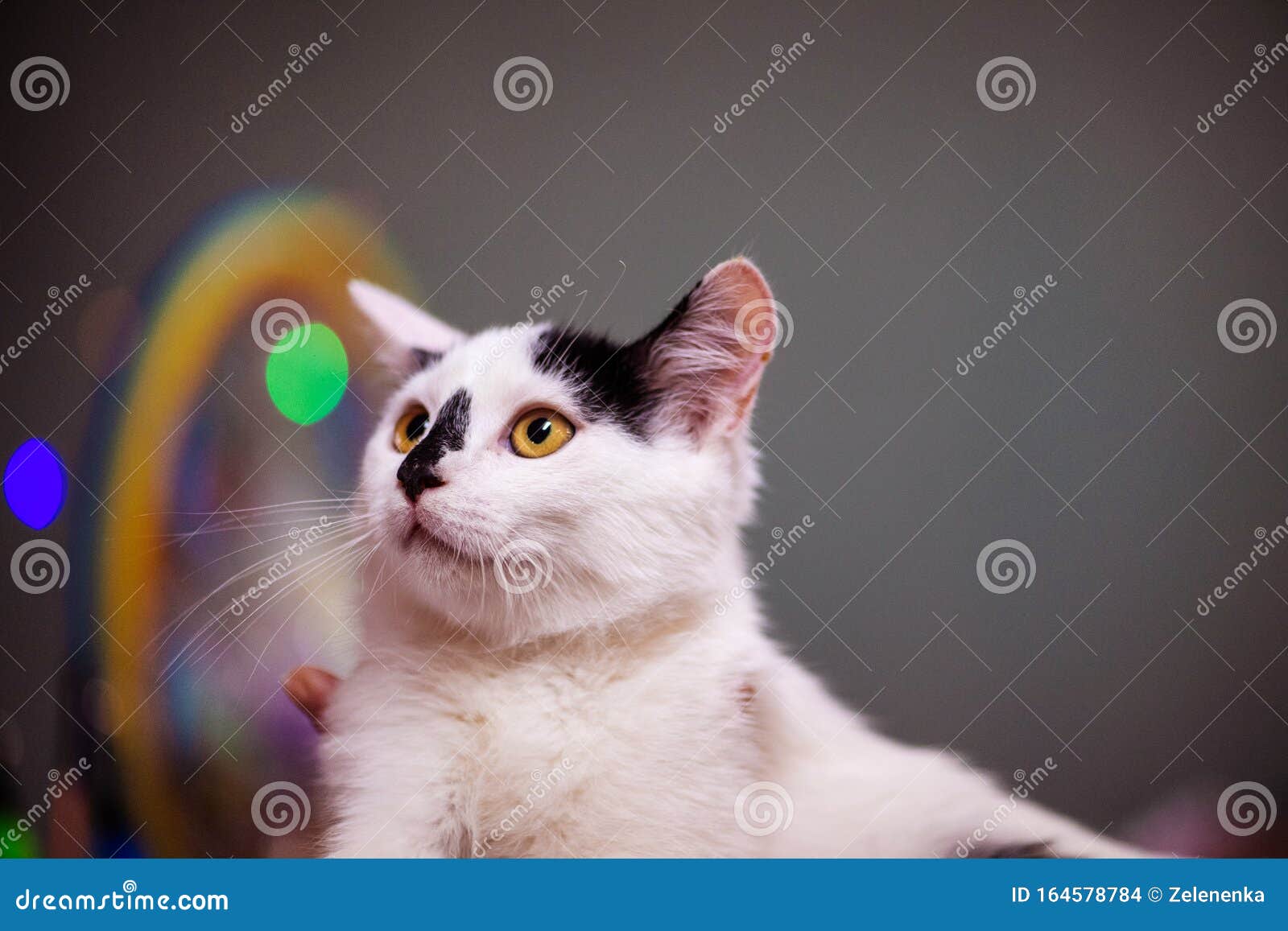 Kitten. Portrait of Funny Cat Stock Photo - Image of domestic, striped ...