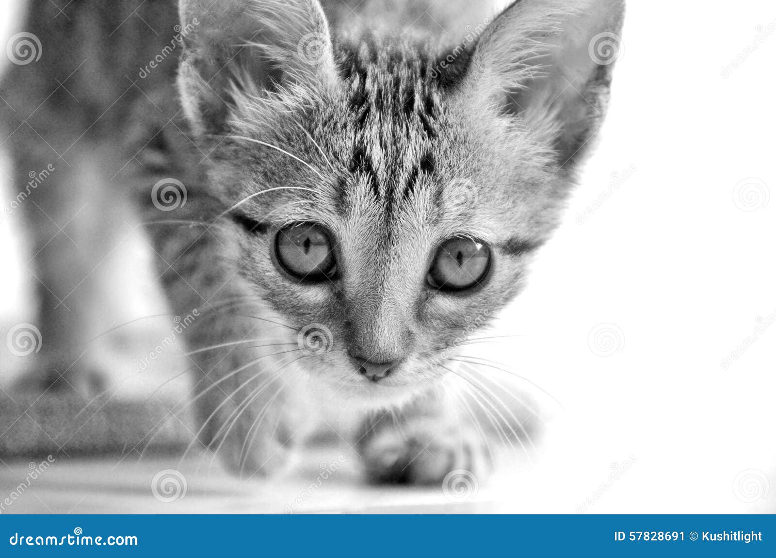 Furtive cat stock image. Image of beautiful, curious - 57828691