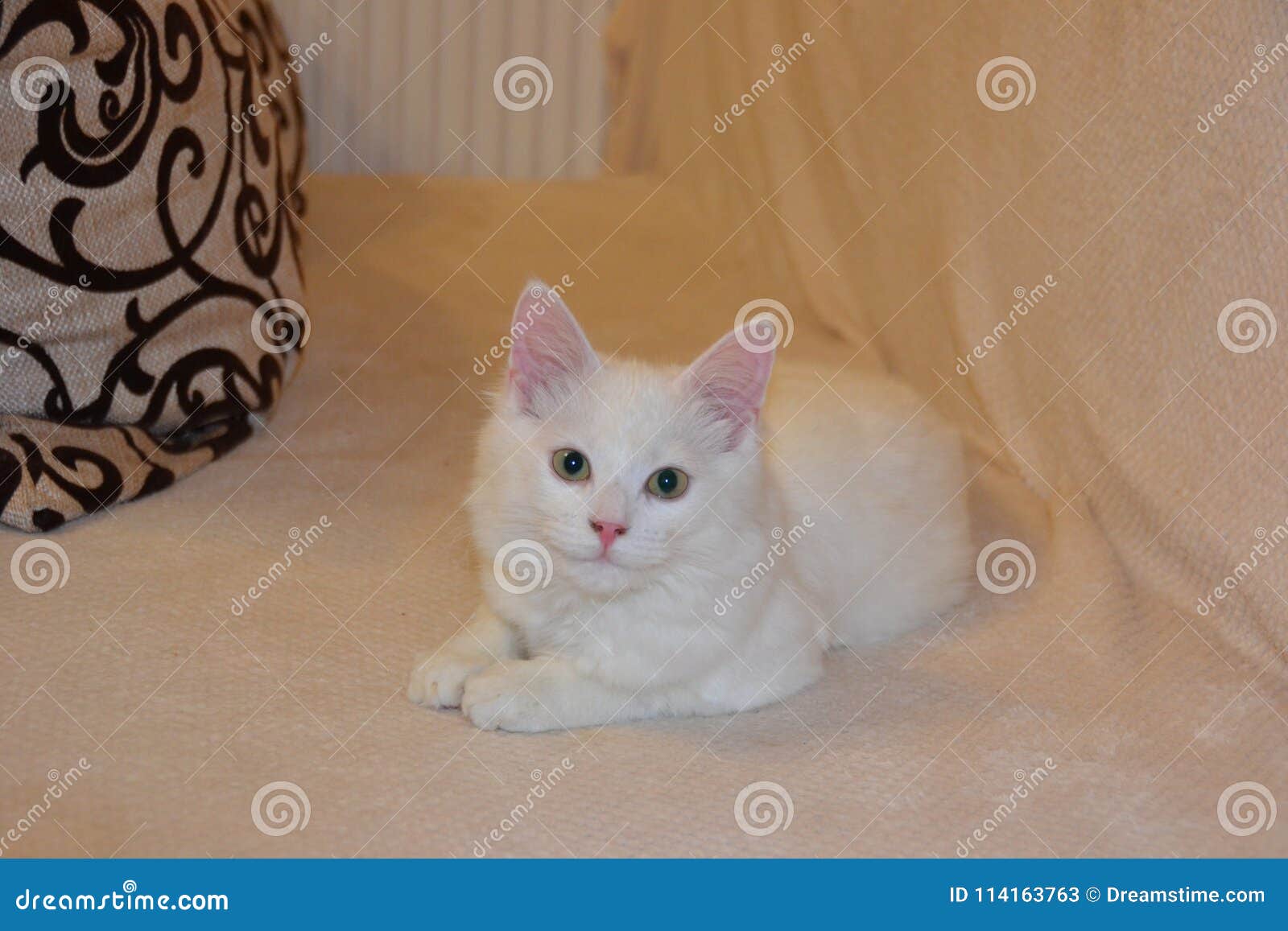The kitten poses stock image. Image of white, poses - 114163763