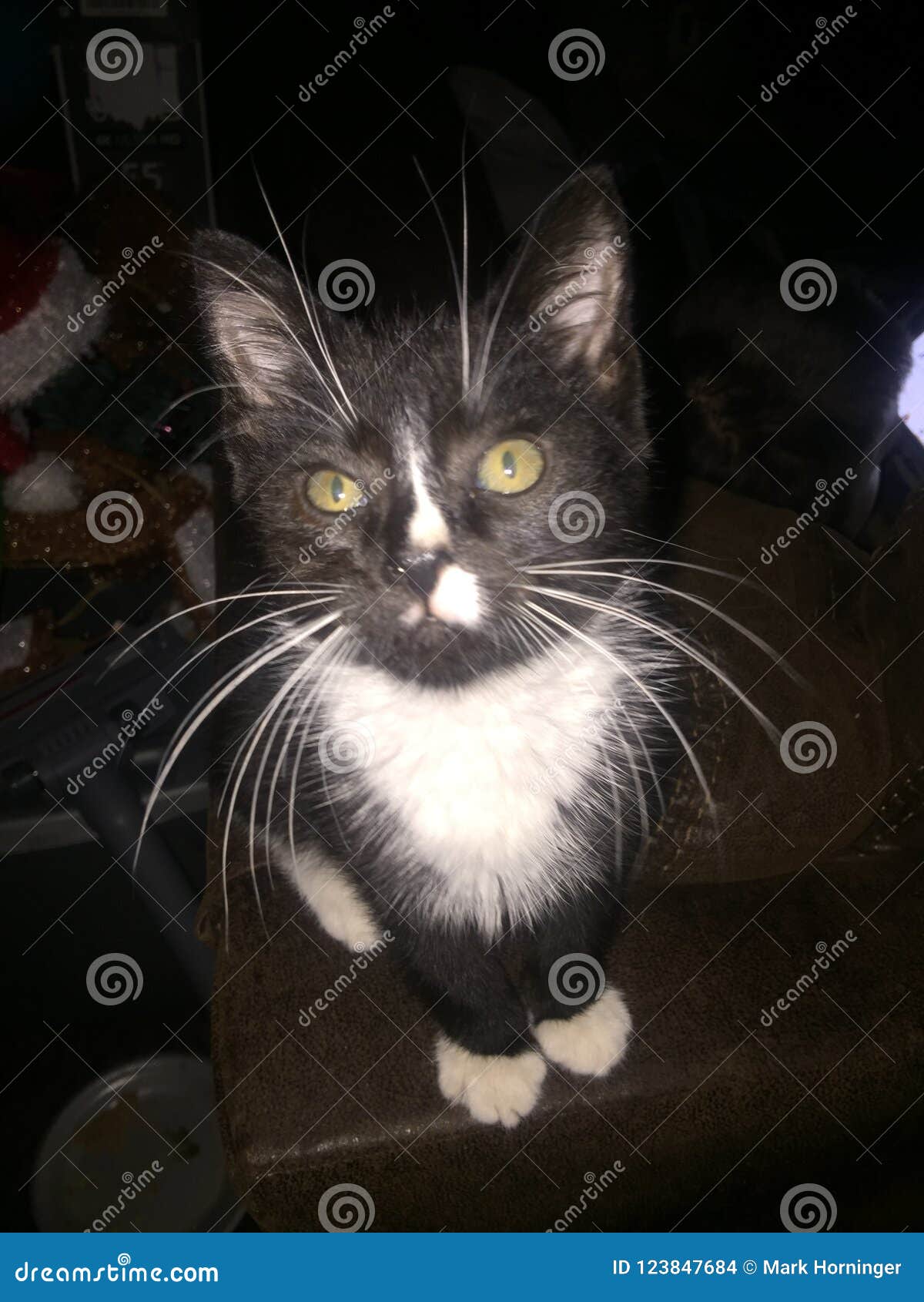 Kitten stock photo. Image of kitten, black, meow, white - 123847684