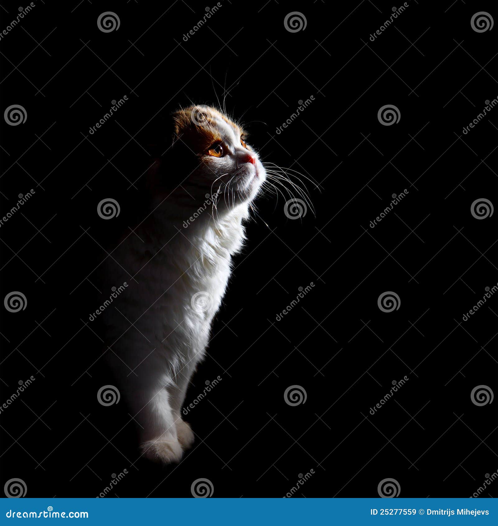 Kitten profile stock image. Image of hair, attention - 25277559