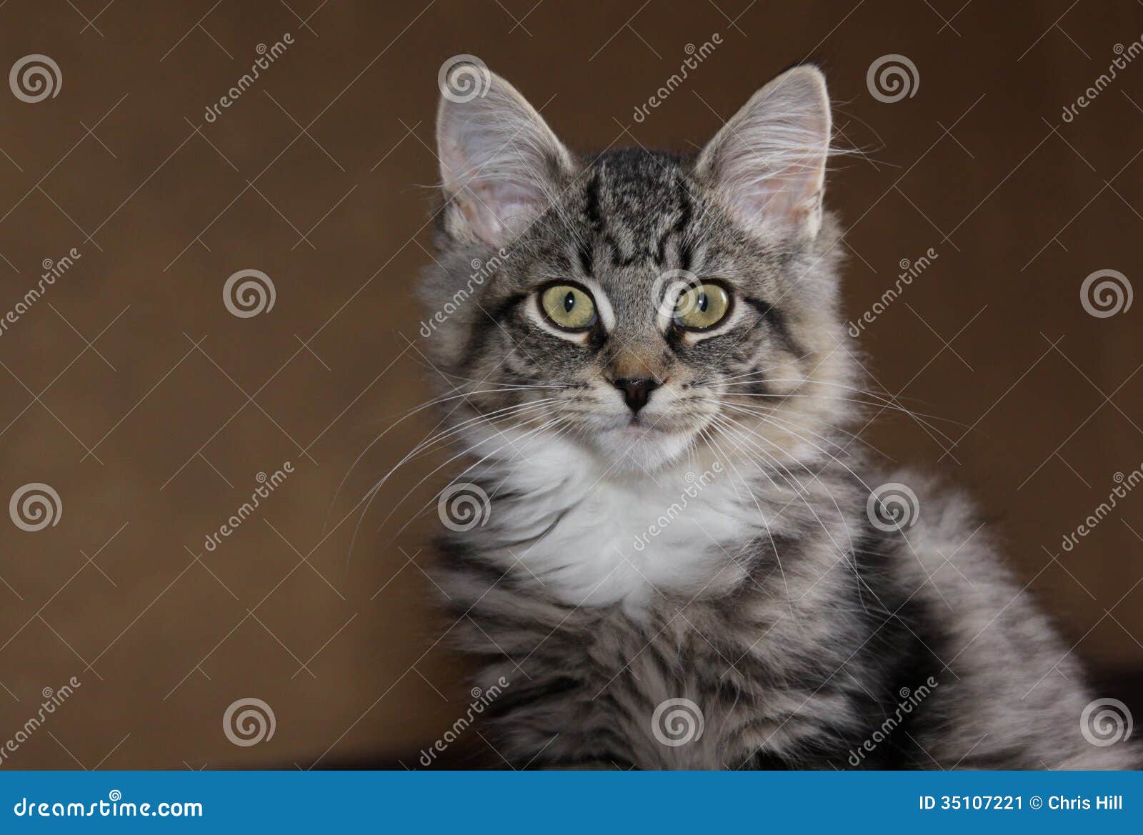 Kitten Profile stock image. Image of animal, adorable - 35107221