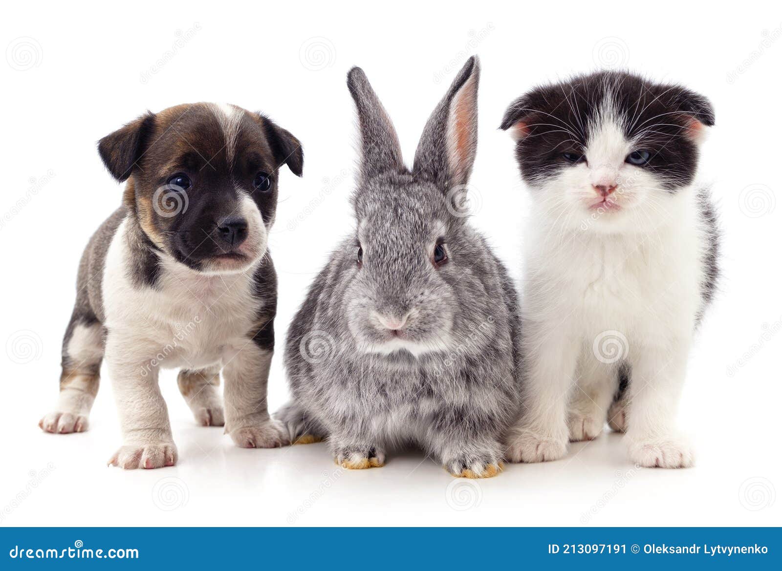 Kitten and Puppy and Rabbit Stock Image - Image of baby, friendship ...