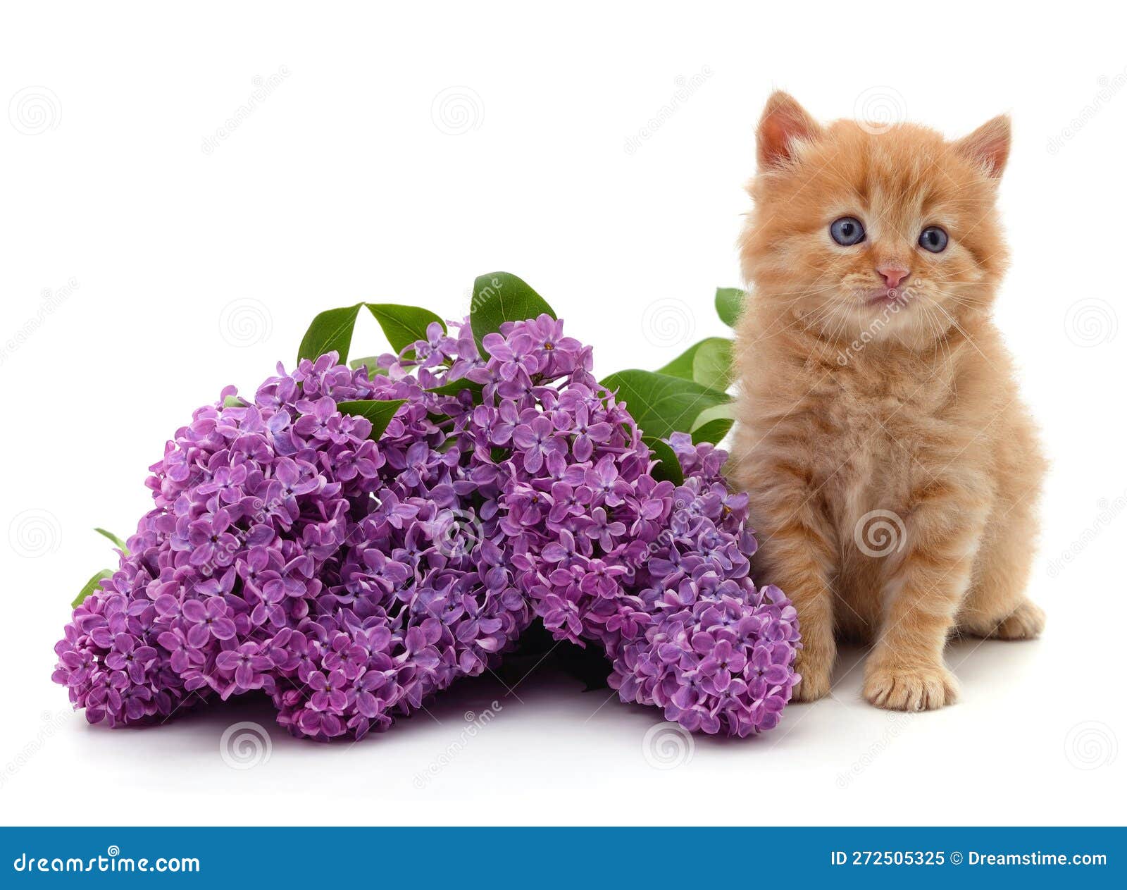 Kitten and purple lilac stock image. Image of young - 272505325