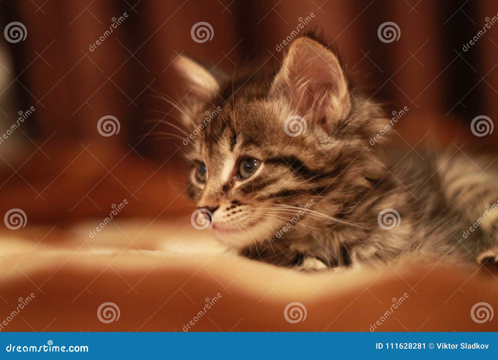 The kitten nuzzled stock image. Image of creature, long - 111628281