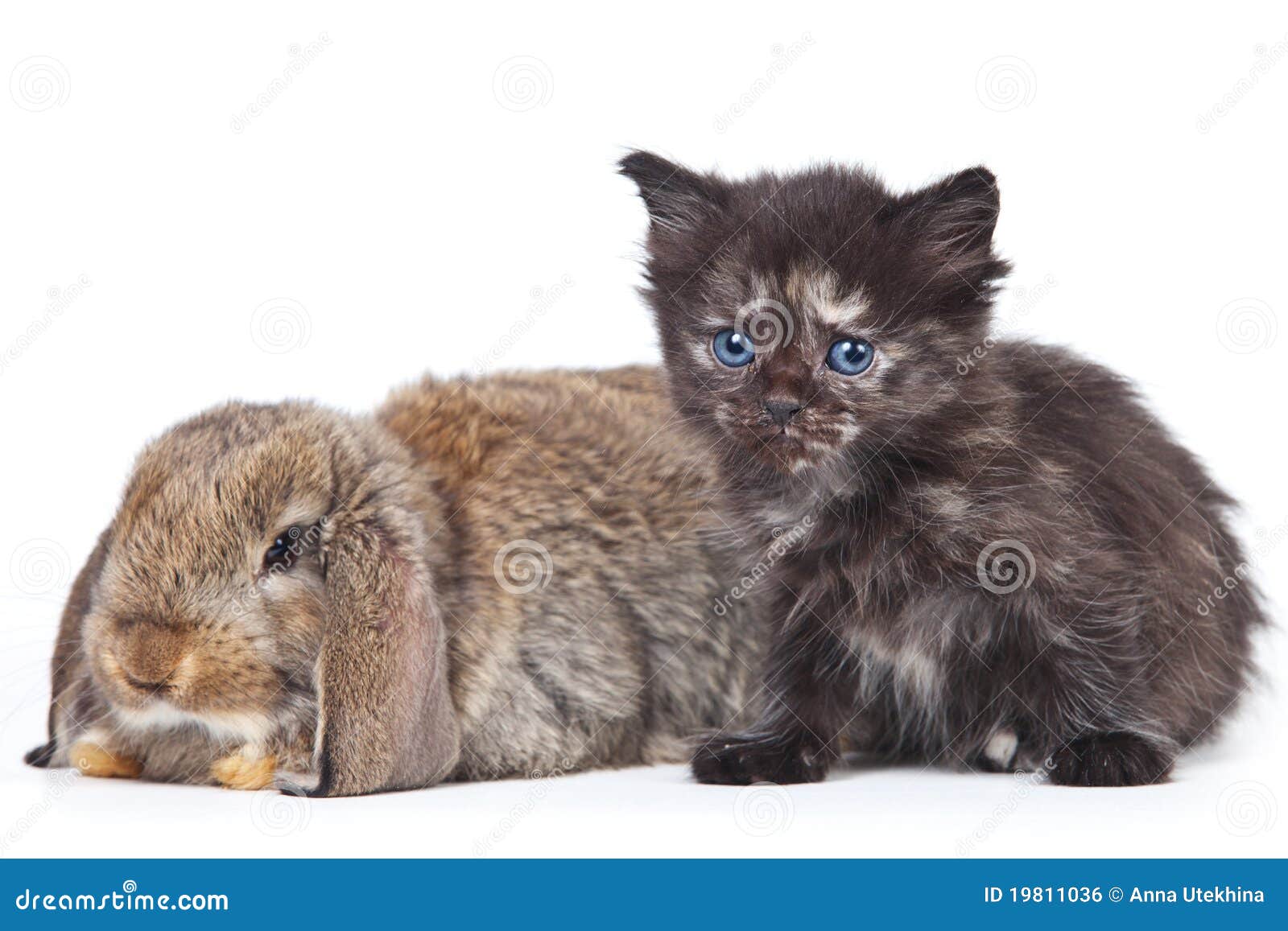 Kitten and rabbit stock photo. Image of animal, pedigree - 19811036