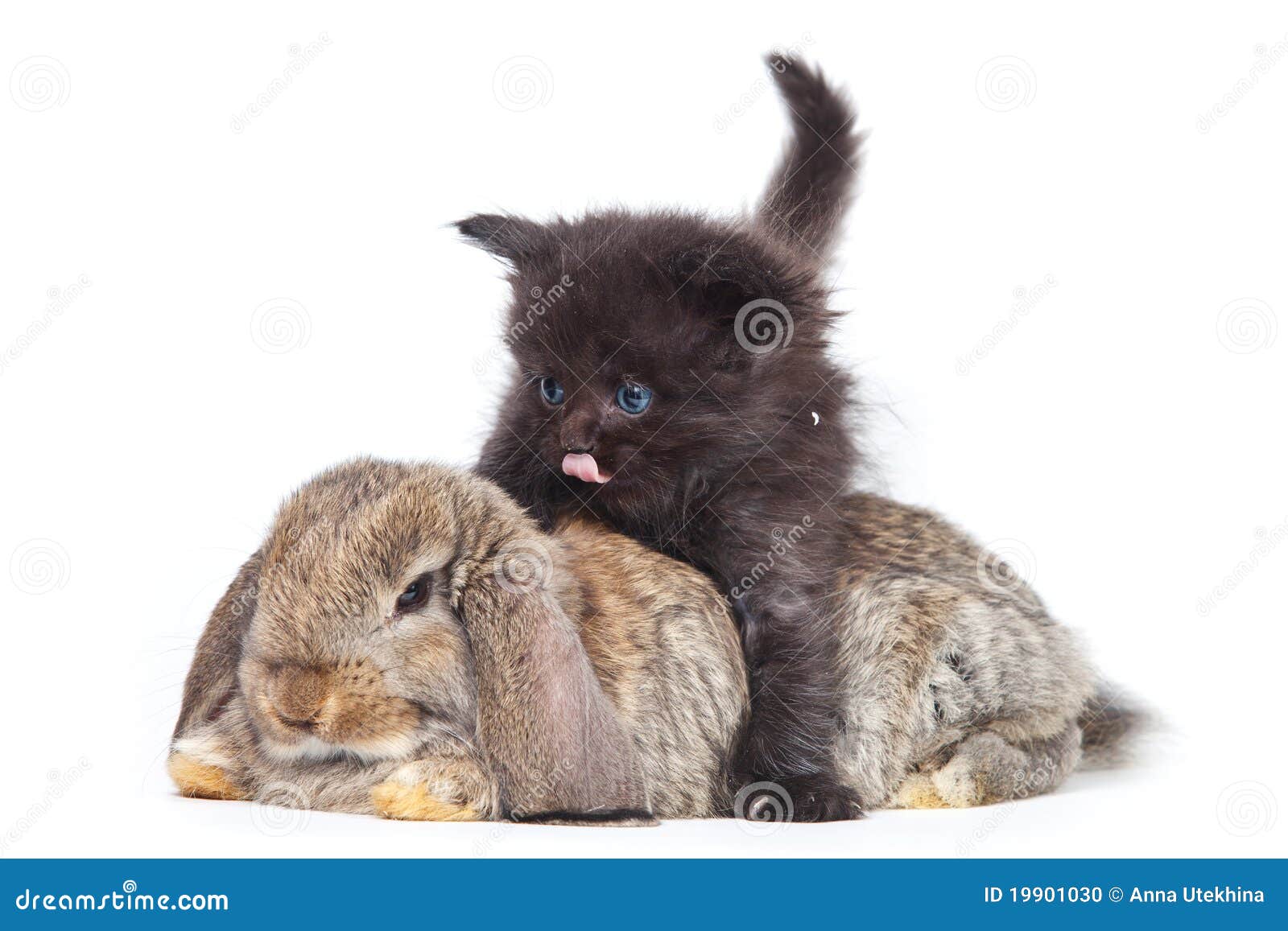 Kitten and rabbit stock photo. Image of small, isolated - 19901030