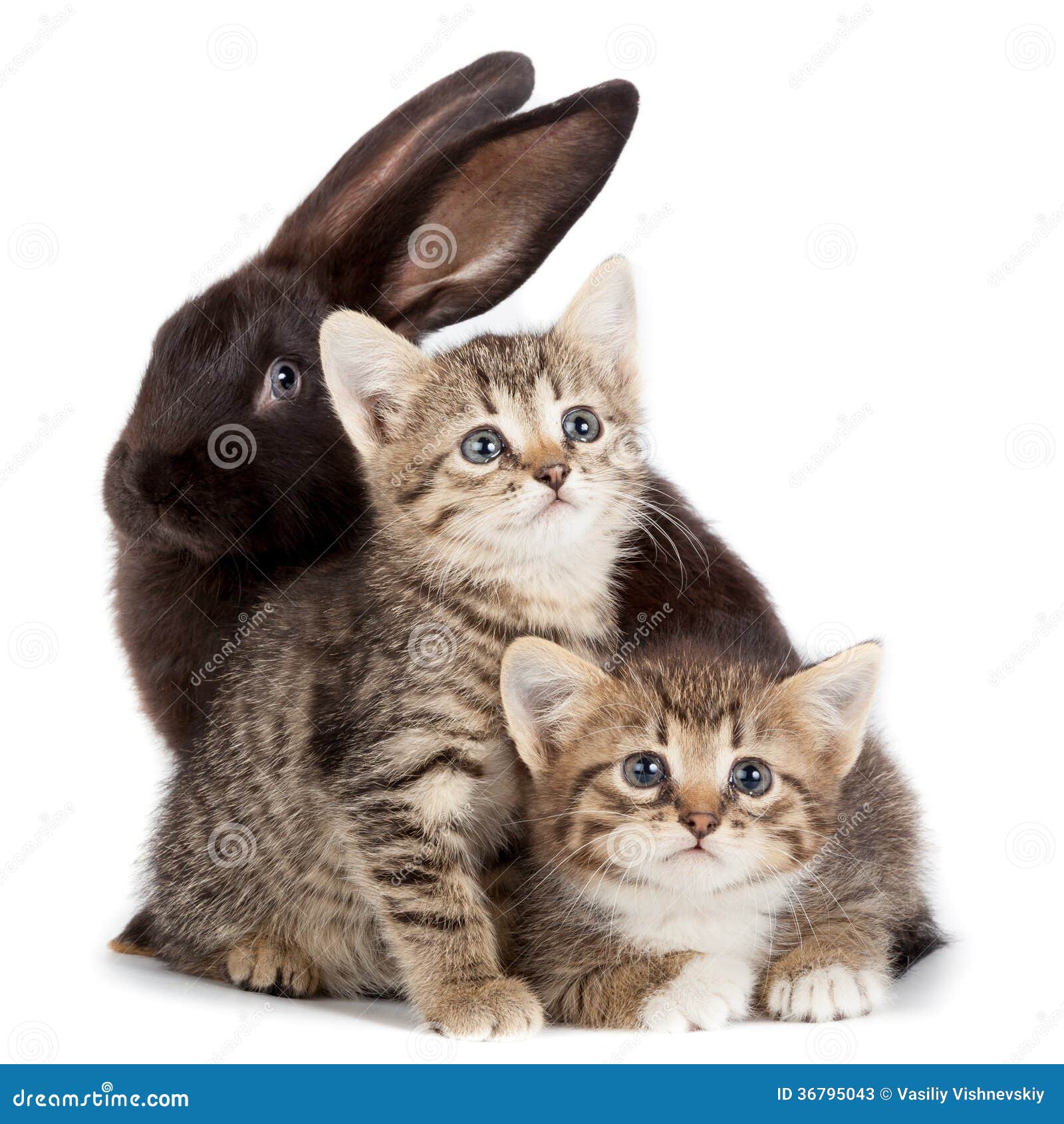 Kitten and Rabbit stock image. Image of cute, domestic - 36795043