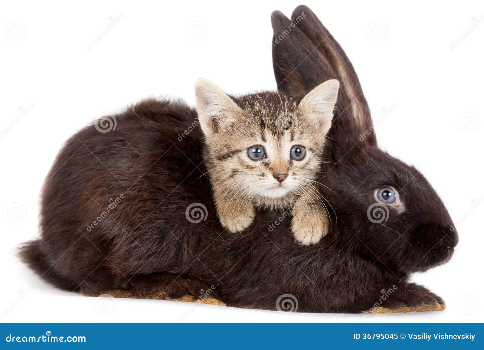 Kitten and Rabbit stock image. Image of fluffy, cute - 36795045