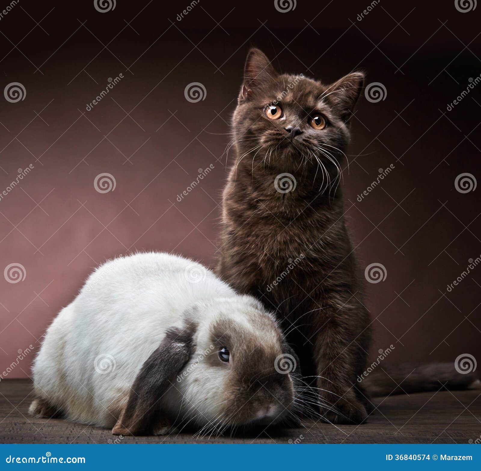 Kitten and rabbit stock photo. Image of furry, brown - 36840574