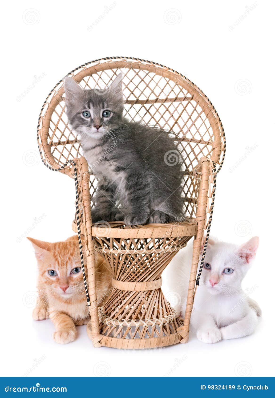 Kitten and rattan chair stock image. Image of furniture - 98324189