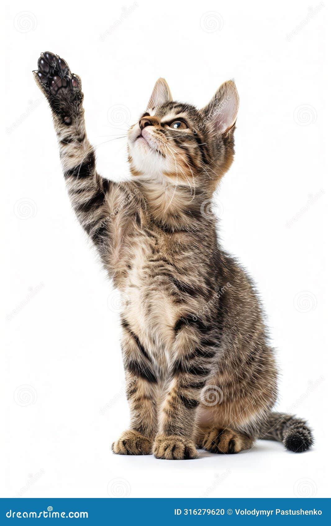 A Kitten Reaching Up with Its Paw Stock Photo - Image of play, wildcat ...