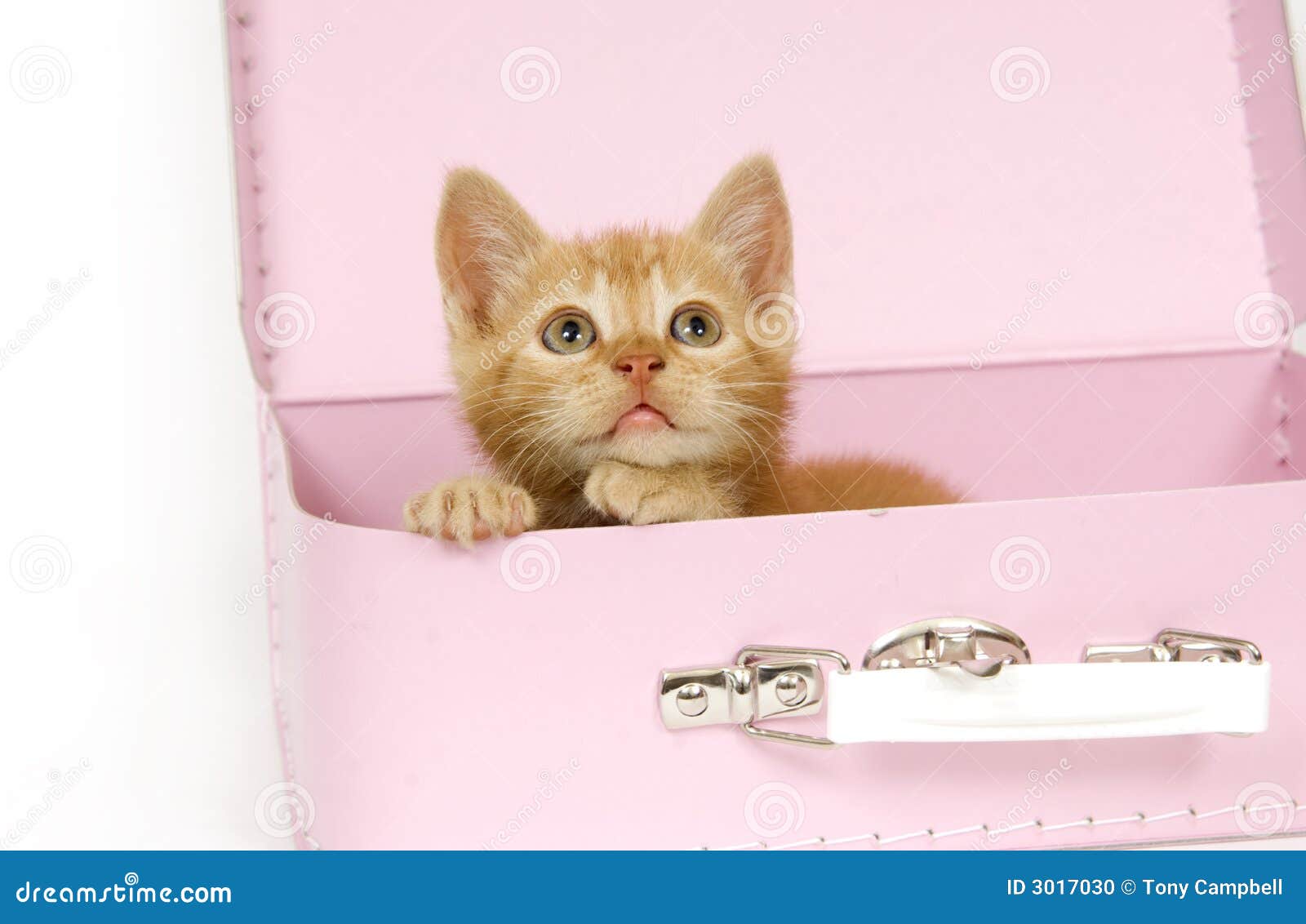 Kitten ready for a trip stock photo. Image of adorable - 3017030