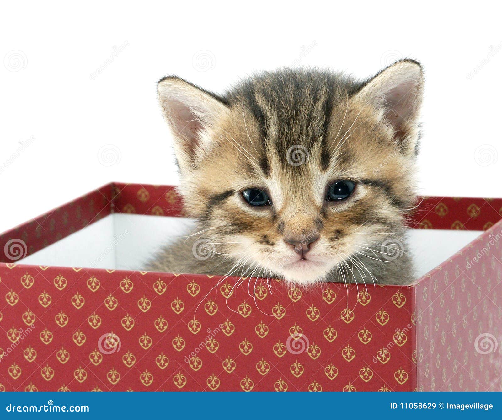 Kitten in a red box stock image. Image of claws, present - 11058629