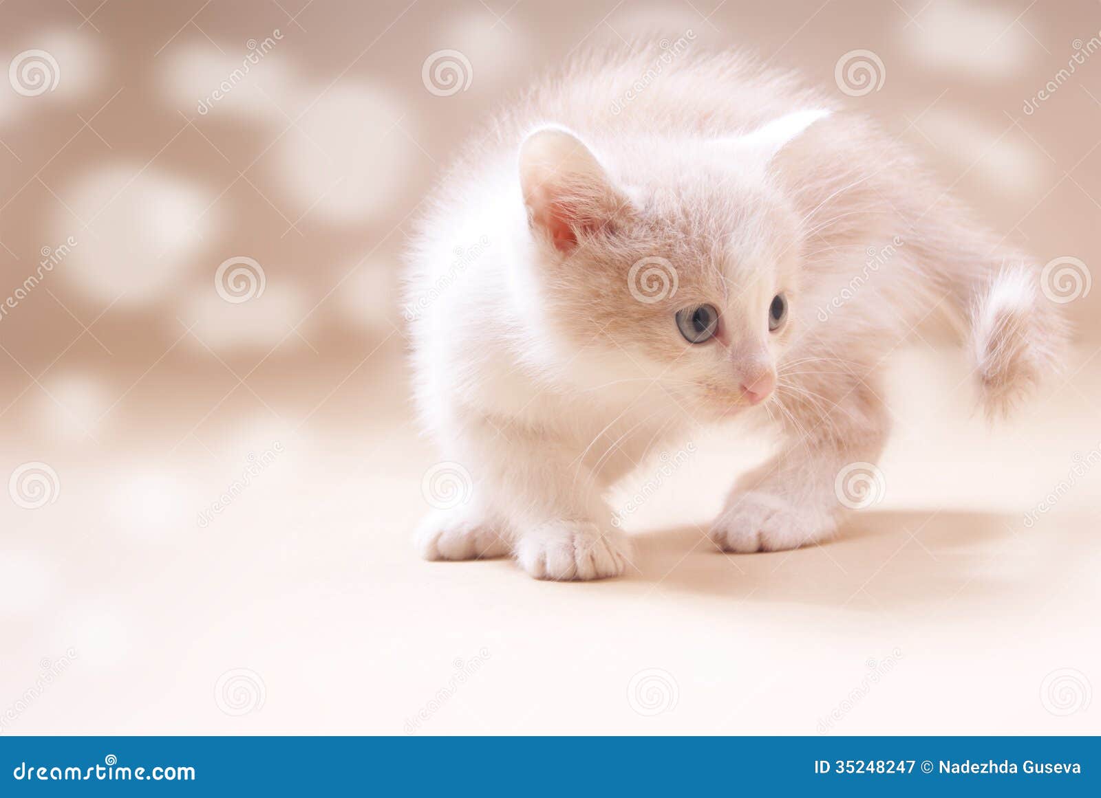 Kitten red light stock image. Image of cuddly, kitten - 35248247