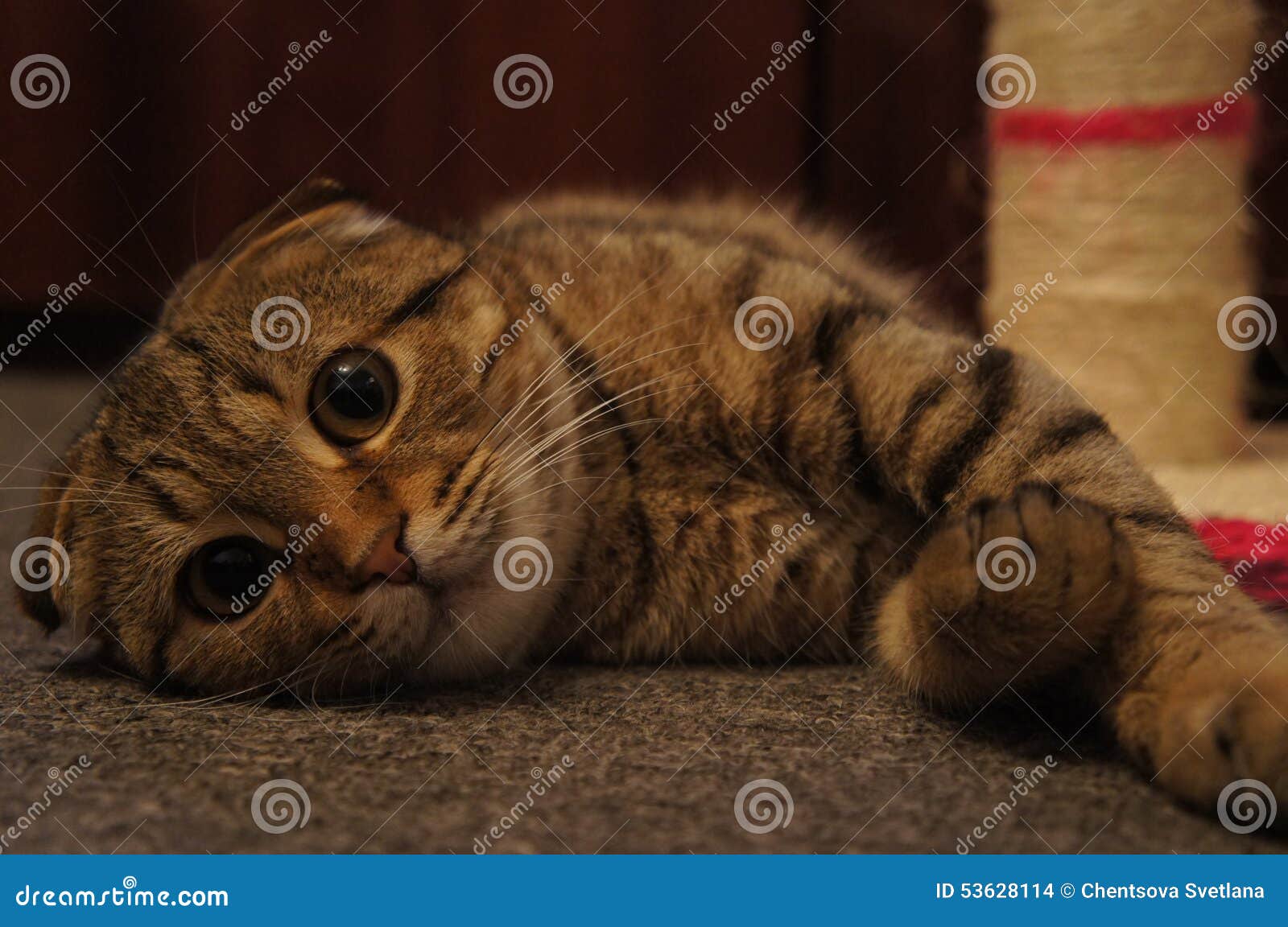 Kitten resting stock photo. Image of sprawl, kitty, relax - 53628114
