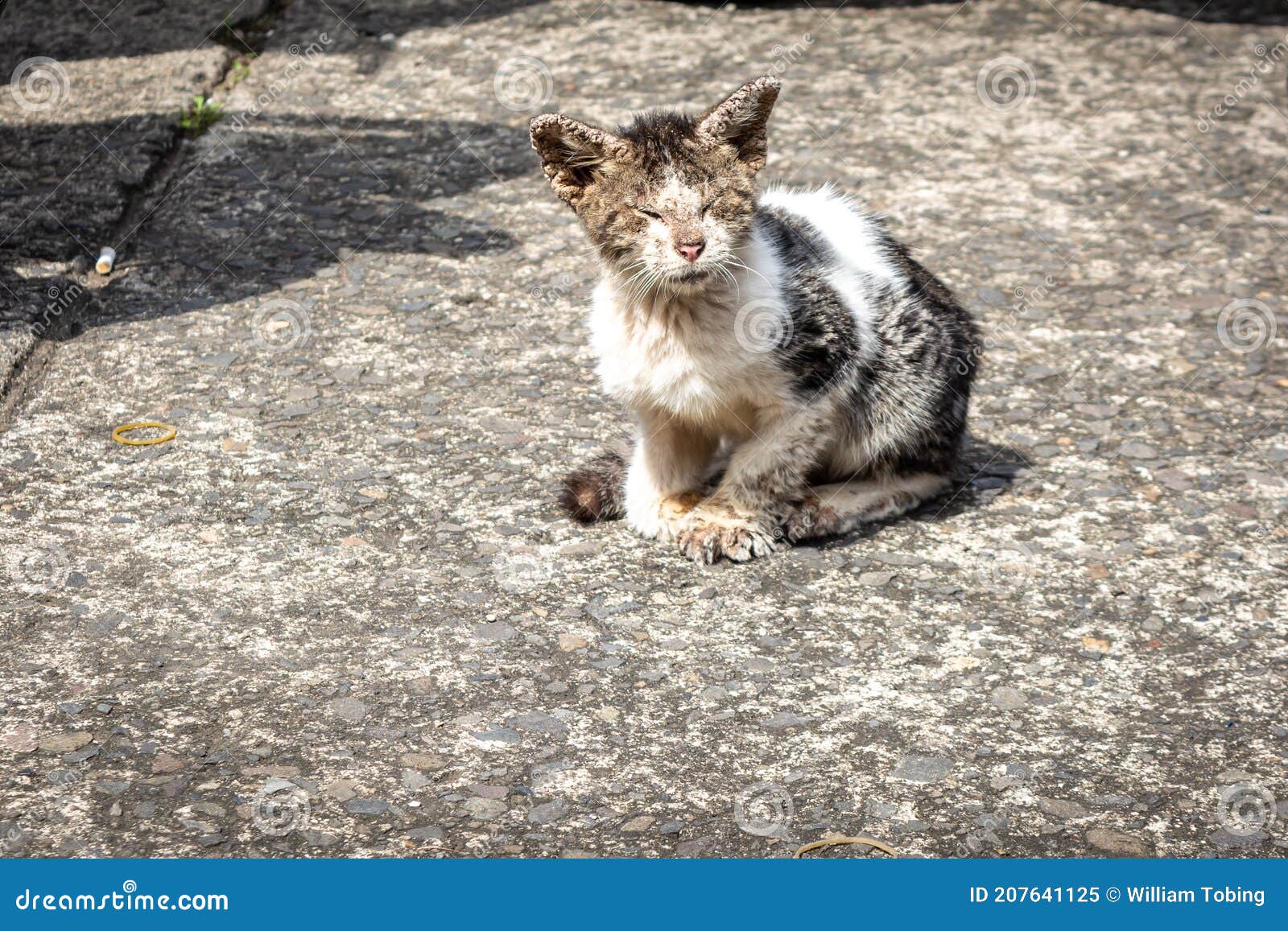 Kitten with Ringworm Infection on Ear and Face, Cat Disease Stock Image ...