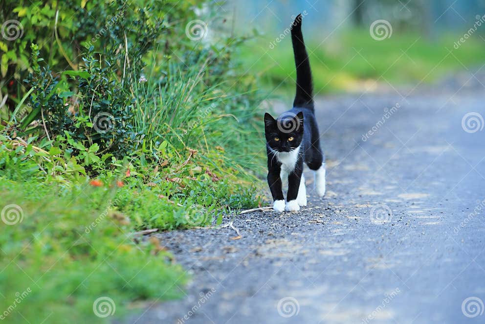 Kitten on road stock image. Image of animal, mammal, nature - 45735007