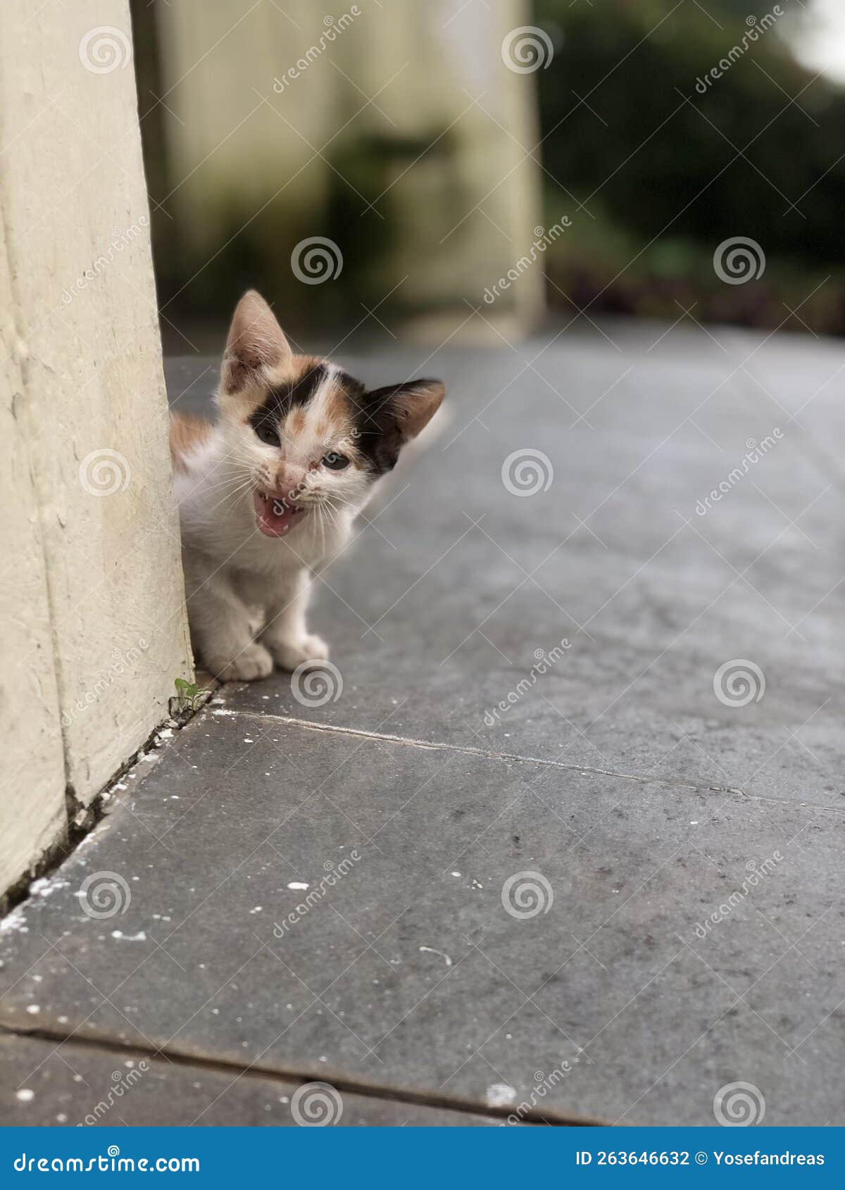 A Kitten Roars in a Cute Expression Stock Photo - Image of calico ...