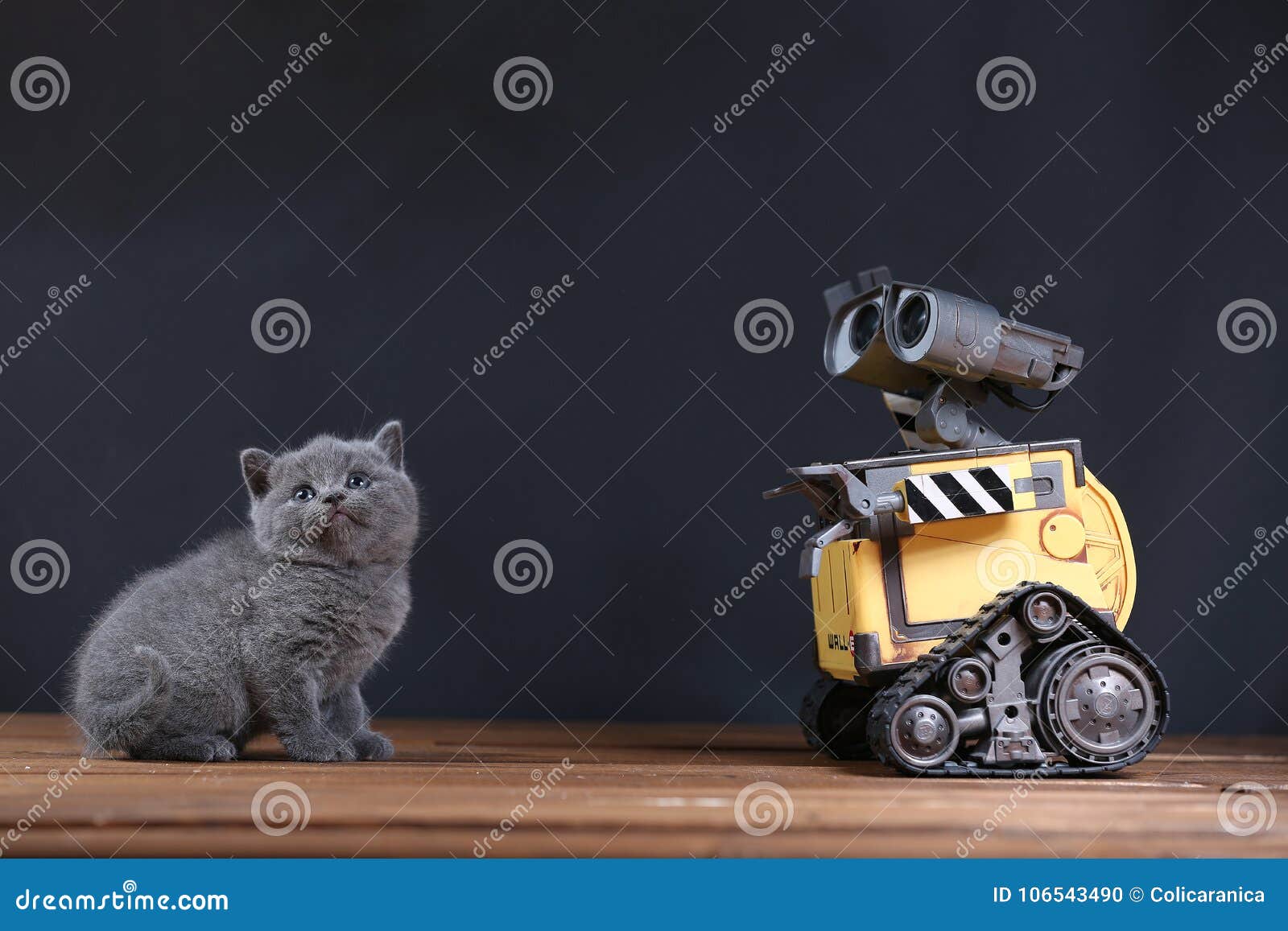 Kitten And Wall-e Playing With Shredded Paper Editorial Image ...