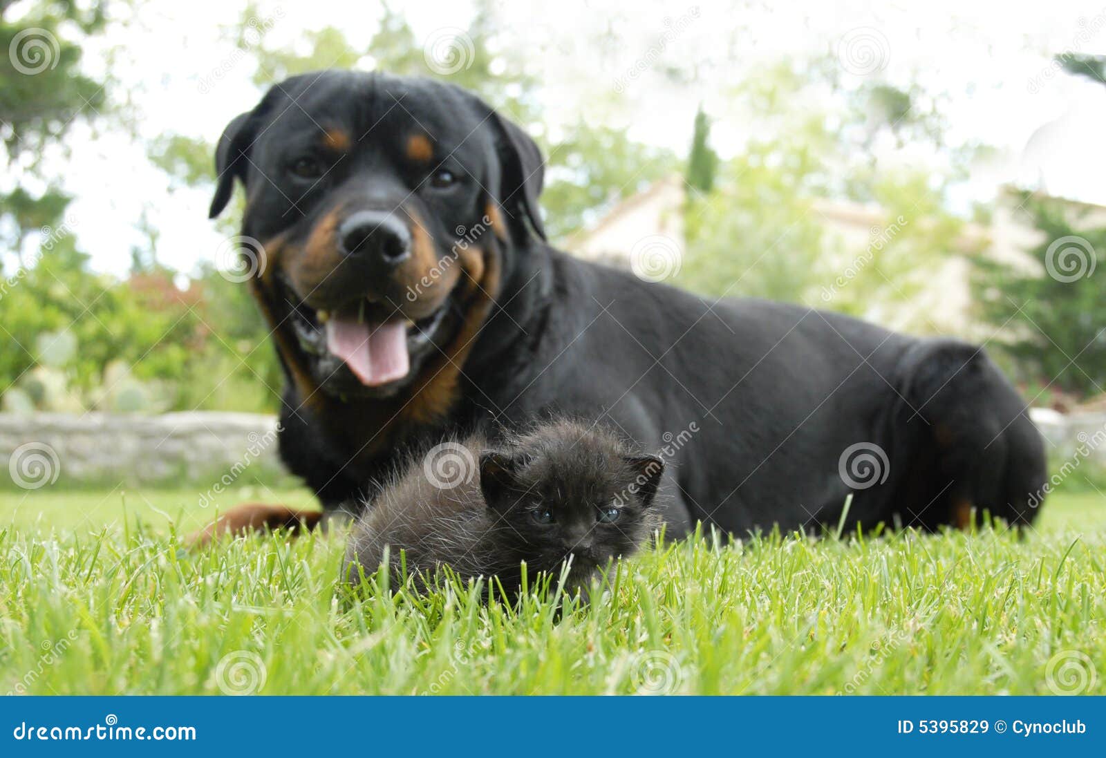 Kitten and rottweiler stock image. Image of friends, friend - 5395829